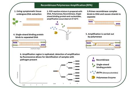 Molecular Methods For Diagnosing Plant Diseases Csu Extension