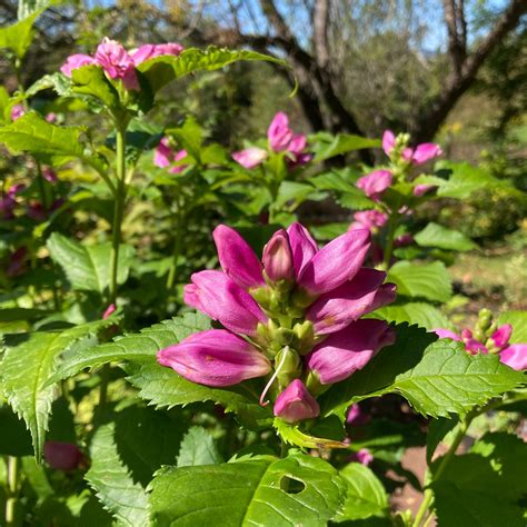Turtlehead Pink Chelone Lyonii Mother Earth News
