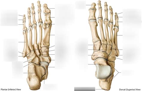 Bones Of The Feet Diagram Quizlet