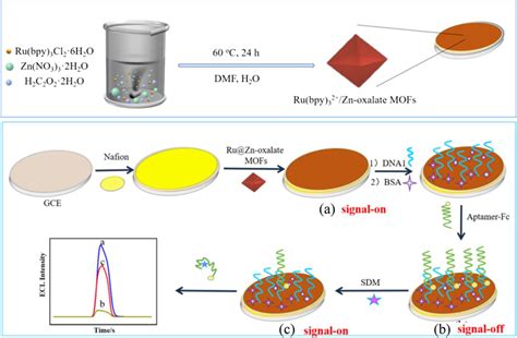 Schematic Diagram Of The Onoff On” Type Ecl Aptasensor For Sdm Detection Download Scientific