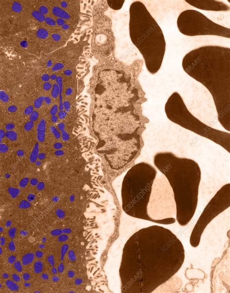 Kupffer Cell TEM Stock Image C022 0121 Science Photo Library