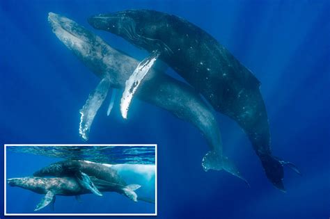 Watch First Video Ever Of Humpback Whale Giving Birth