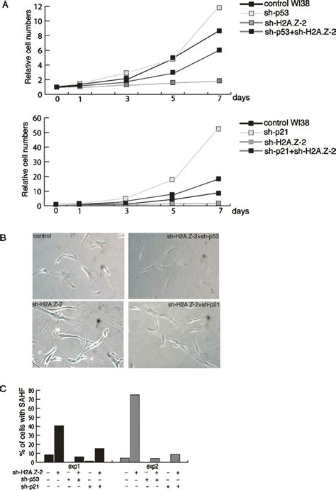 p21 transcription is regulated by differential localization of histone