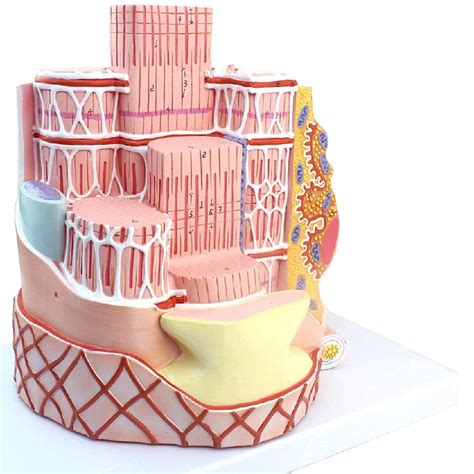 Buy Skeletal Muscle Model Skeletal Muscle Fiber Anatomical Model