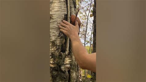 Самый дорогой и редкий гриб Youtube