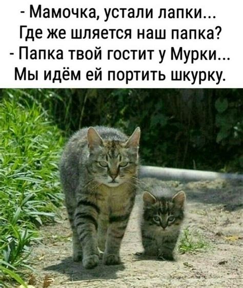 Прикольные Фото Котов С Надписями Смешные Telegraph