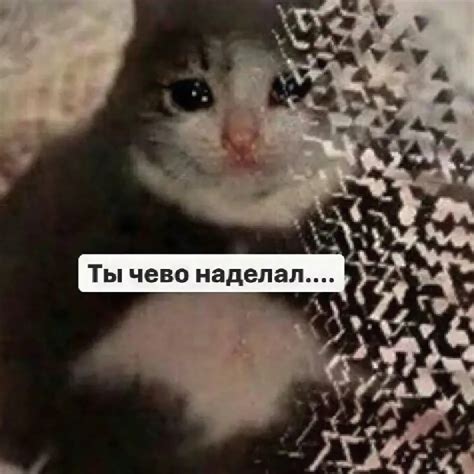 ты чего наделал мем с котом Создать мем Meme