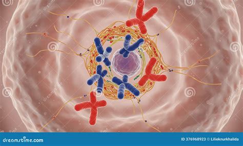 Metaphase The Dividing Cell During Mitosis Vector Illustration