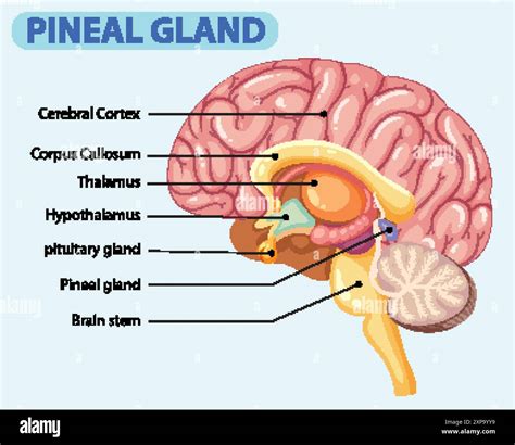 Pineal Gland Anatomy Brain Anatomy Flashcards Easy Notecards