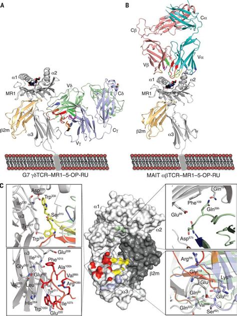 New Study Redefined The Understanding Of T Cell Recognition Creative