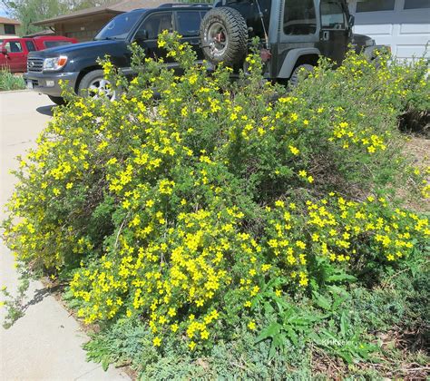 A Wandering Botanist Plant Story Shrubby Cinquefoil