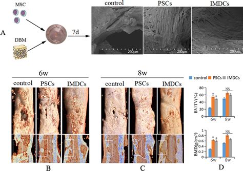Cell IMDCs PSCs Based TEBs Promote Bone Regeneration In Vivo A