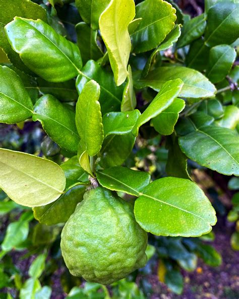 Kaffir Lime Tree Little Vienna