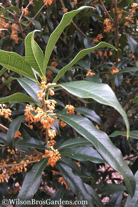 Buy Fragrant Orange Tea Olive Osmanthus Free Shipping Fragrans