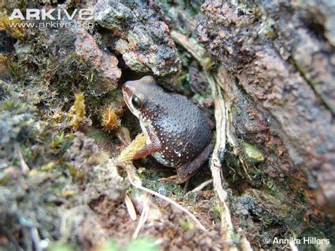 Western Nimba Toad Alchetron The Free Social Encyclopedia