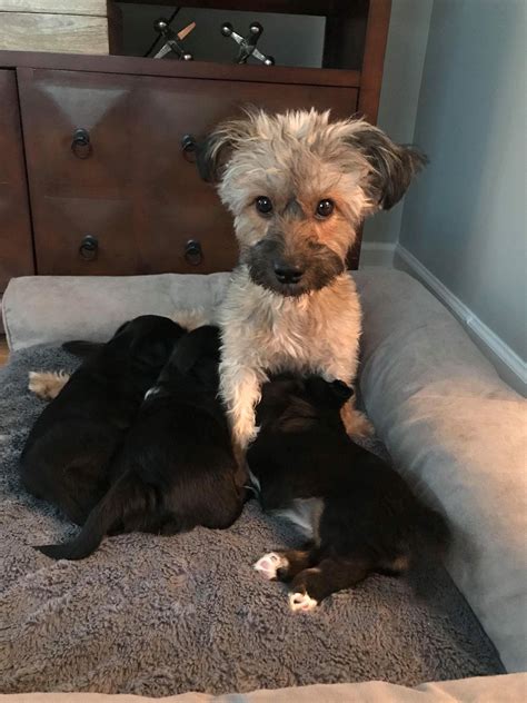 Our Second Mom And Pups In Rescue Pixie Mamas Rescue Facebook