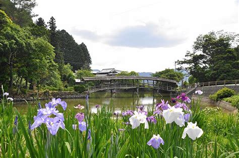 愛媛県内子町石畳屋根付き橋と花菖蒲を訪ねて URA 地域主義建築家連合