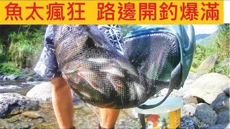 魚太瘋狂 路邊開釣爆滿 坐著釣魚一直來 風景超美水質清澈 阿玉溪 Youtube