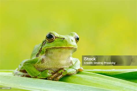 유럽의 나무 개구리 Hyla Arborea 맑은 녹색 배경 잔디 빨대에 앉아 자연 서식지에 좋은 녹색 수륙 양용 강 근처 초원에