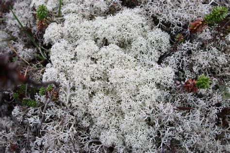 Cladonia stellaris? - Naturbasen