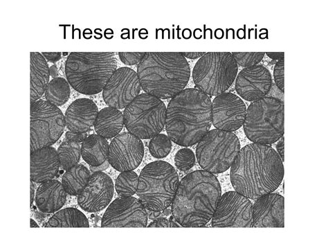 Mitochondria And Chloroplast Ppt