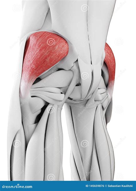 The Gluteus Medius Royalty Free Cartoon CartoonDealer Com 39791720