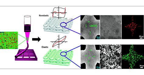 3d Printing Of Bioactive Gel Like Double Emulsion Into A Biocompatible Hierarchical Macroporous