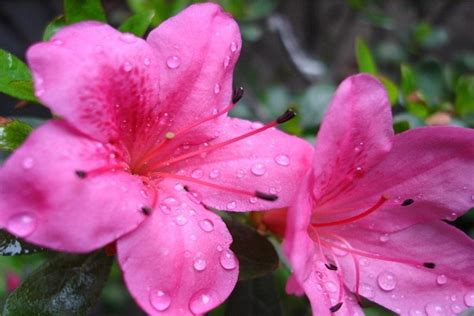 西洋鹃为什么难养活 花百科