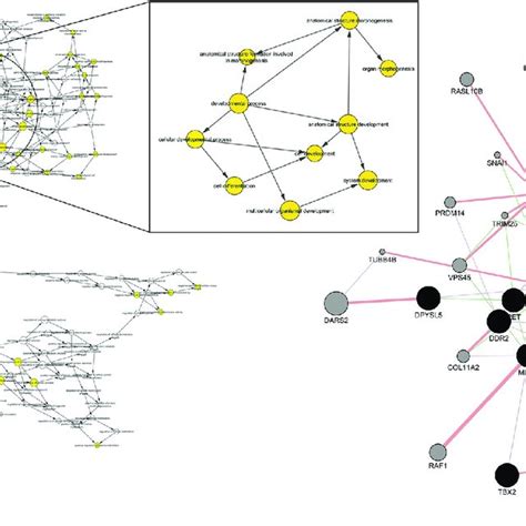 Analysis Of High Grade Pdac Dataset For Differential Expressed Genes Download Scientific