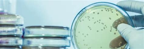 Microbiological Laboratory Testing Services At ₹ 3000sample In