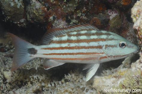 Lutjanus Decussatus Checkered Snapper
