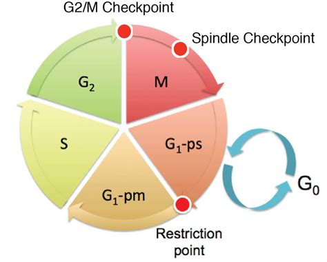 1 The Mammalian Cell Cycle A New Cell Cycle Begins Immediately After