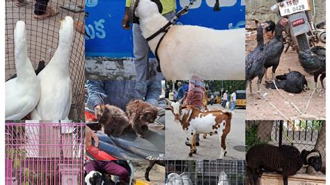 Erragadda Sunday Pet Market Vlog Sundayspecial Youtube