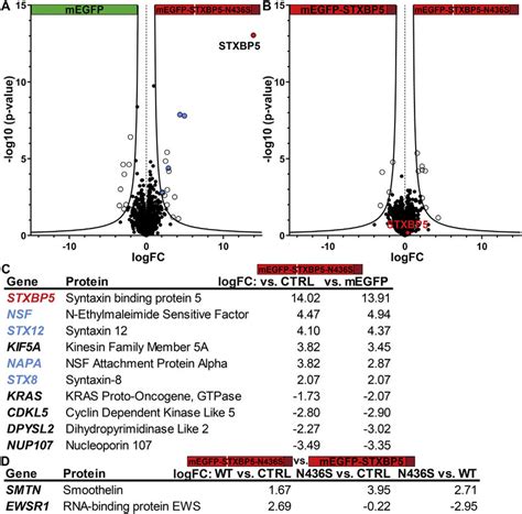 Syntaxin Binding Protein 5 Stxbp5 With Point Mutation N436s Has A