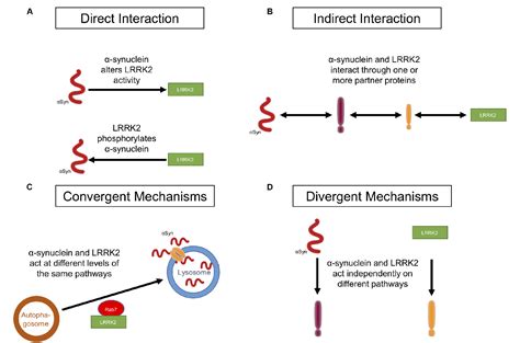 Figure 1 From Lrrk2 And α Synuclein Distinct Or Synergistic Players In
