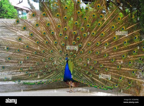 Peacock Close Up Of Peacock Showing Its Beautiful Feathers Male