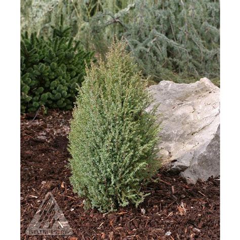 Miniature Common Juniper Sooner Plant Farm