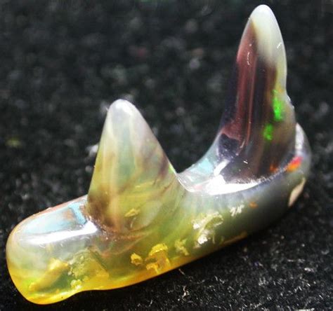 Dinosaur Fossil Opal Dinosaur Fossil Australia