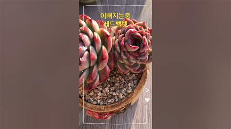 얼마나 더 이뻐지려나옥상다육레드벨벳 봄맞이 노숙중 Youtube