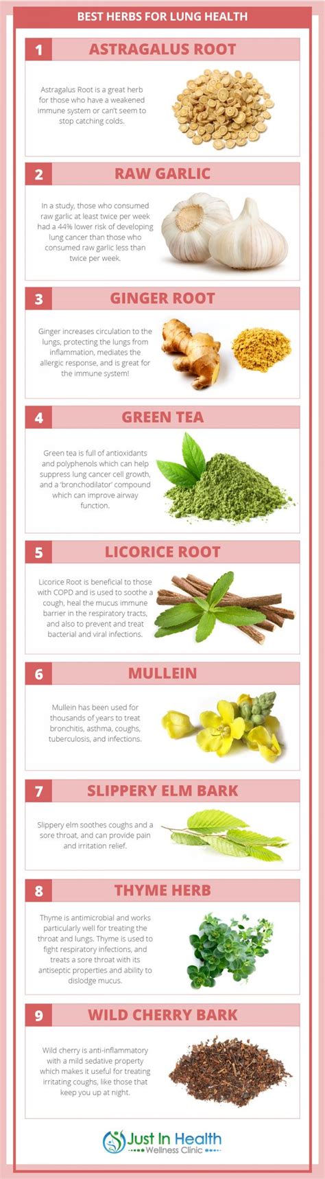 Best Herbs For Lung Health