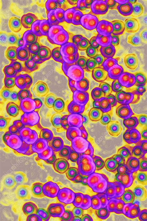 Streptococcus Pyogenes Stock Image C0354499 Science Photo Library