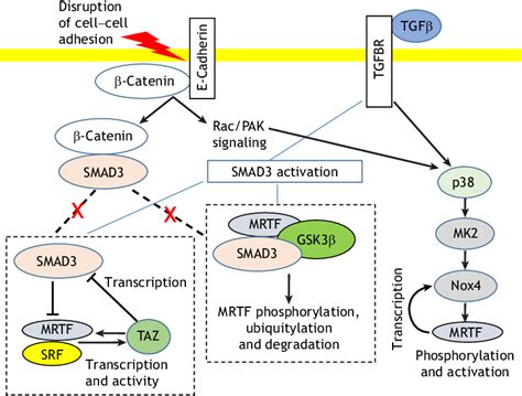 Pdf Srfing And Saping The Role Of Mrtf Proteins In Cell Migration