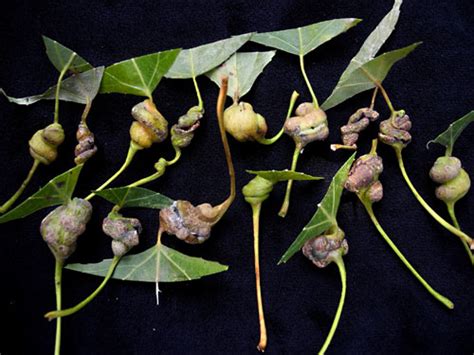 Pemphigus Spyrothecae Plant Parasites Of Europe