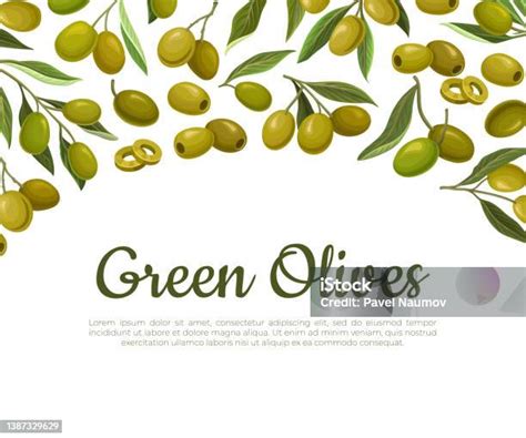 녹색 올리브 배너 템플릿 유기농 올리브 오일 천연 화장품 건강 관리 제품 포장 광고 벡터 일러스트레이션 0명에 대한 스톡 벡터 아트 및 기타 이미지 Istock