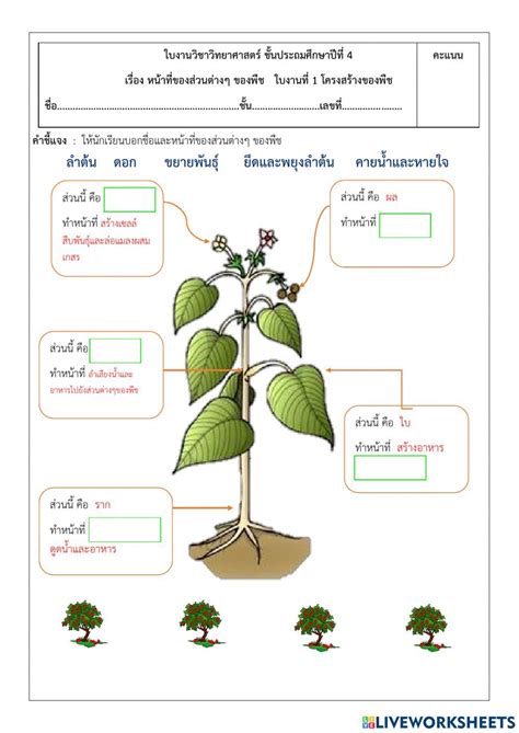 Plant Life Cycle Worksheet In Thai English And Vietnamese
