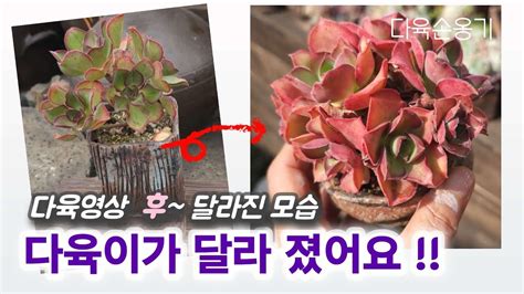 다육생활 ️키우기 영상 달라진 모습 전 후 이렇게 해 보세요 Youtube