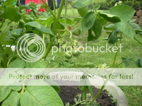 Is Potato Buds Poisonous At Debra Masters Blog