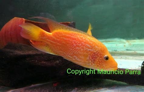 Red Xanthic Dovii Growth Thread