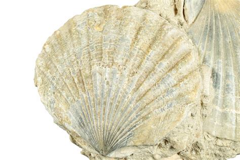 4 5 Fossil Pecten Scallops Cluster Gironde France 282691 For