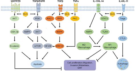 Figure 3 From Anticancer Effects And Mechanisms Of Astragaloside IV